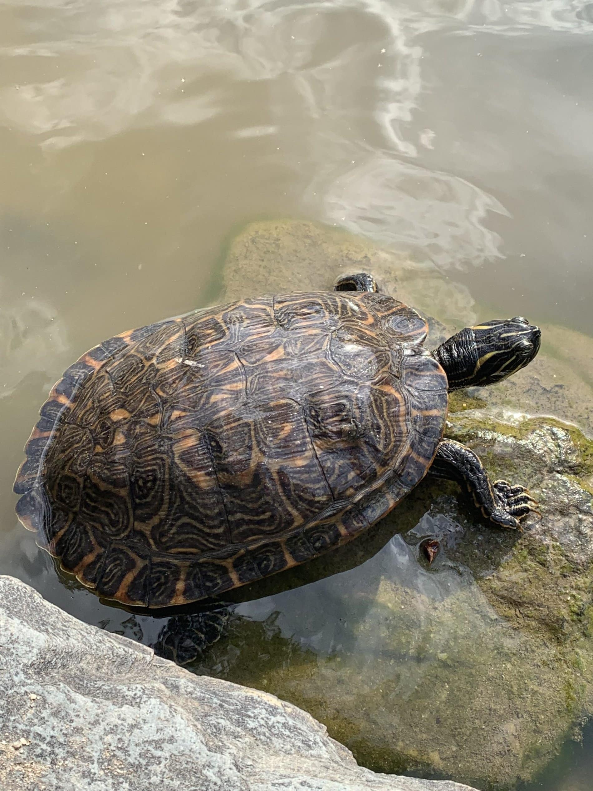 Photos of the day - Turtle - InspiresN