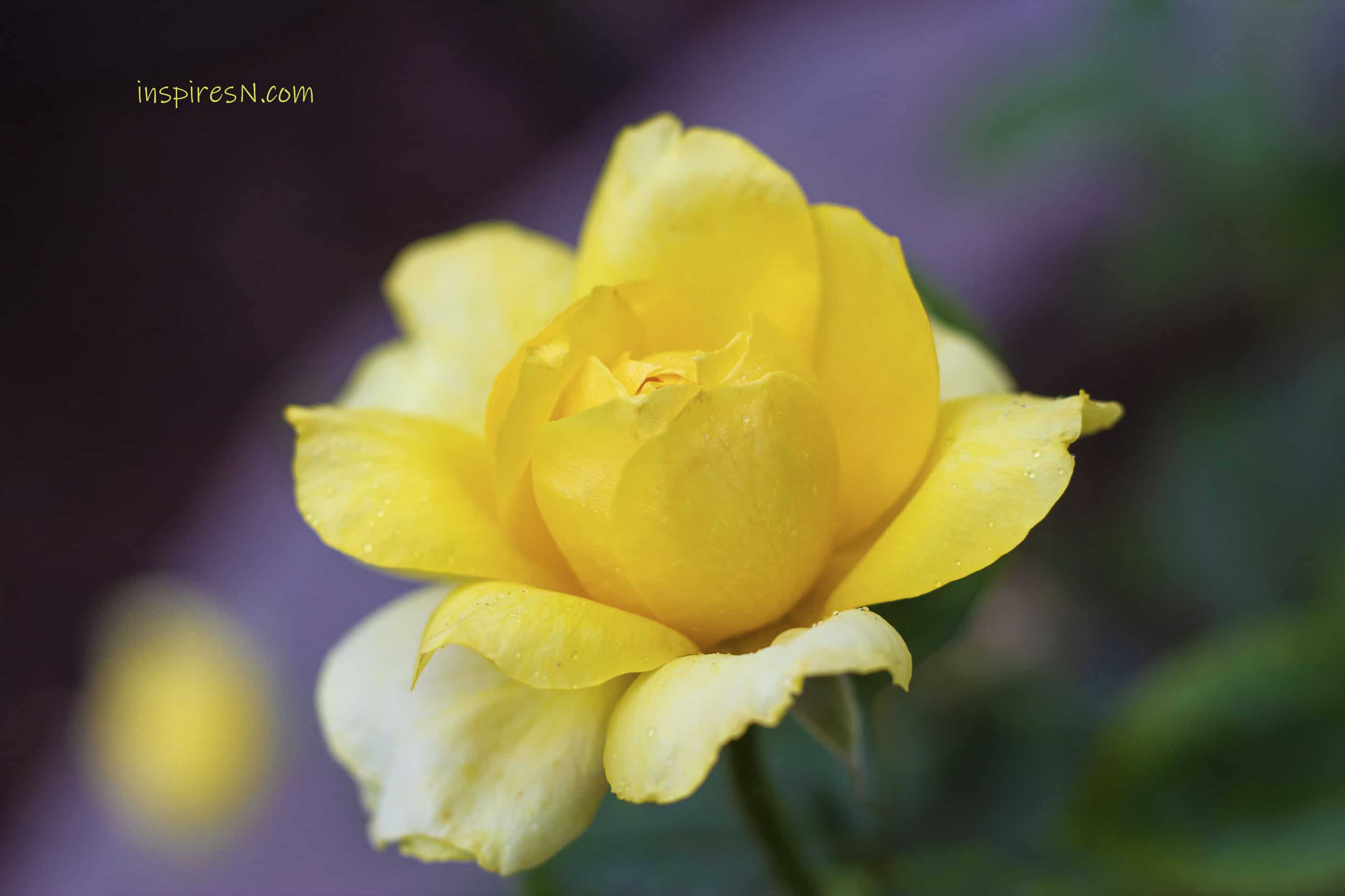 Flower Photography Tips - InspiresN